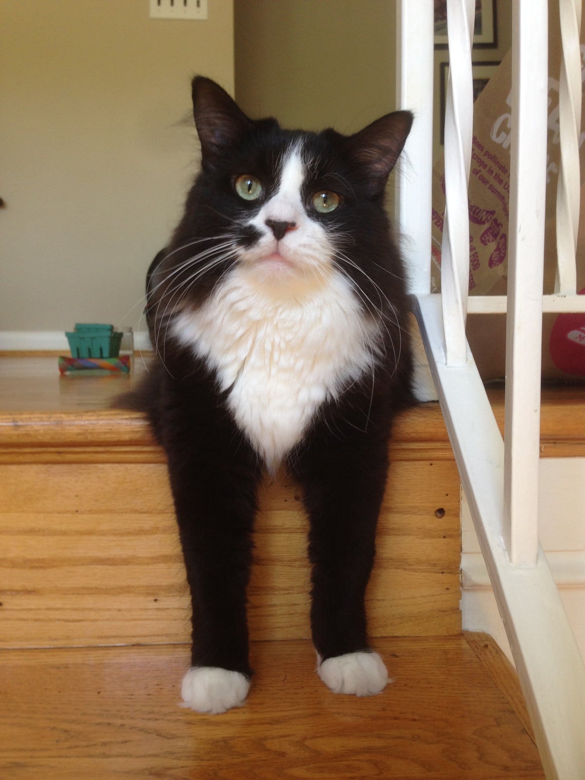 My cat has two legs | MLTSHP