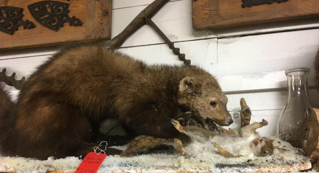 interspecies snorgling, or something | MLTSHP