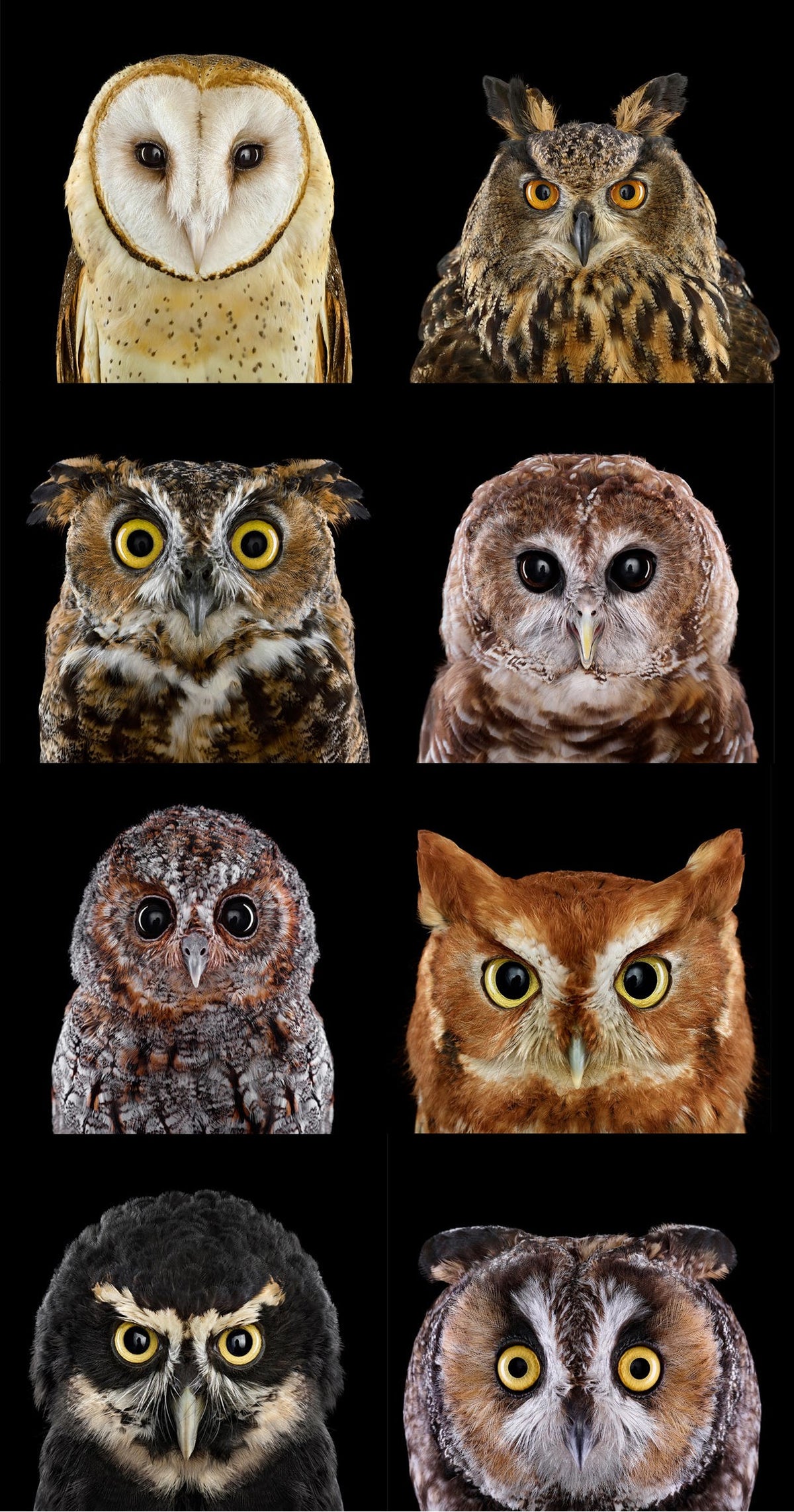 Owls by Brad Wilson | MLTSHP