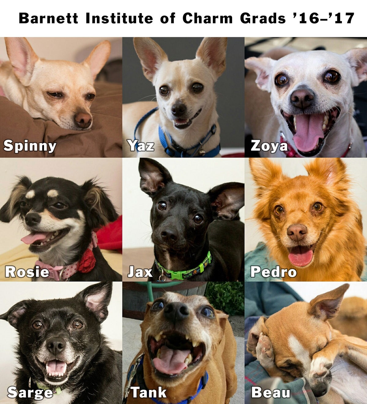 Our rescue dogs, so far | MLTSHP