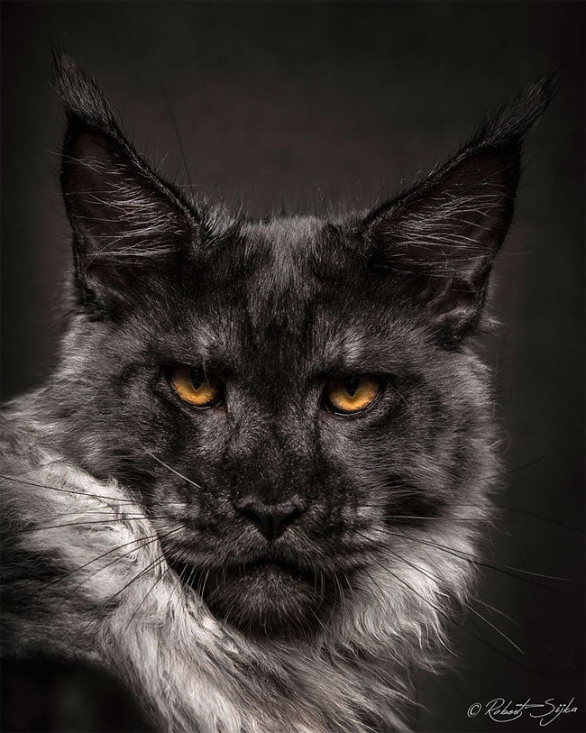 Maine Coon Cat disapproves. | MLTSHP