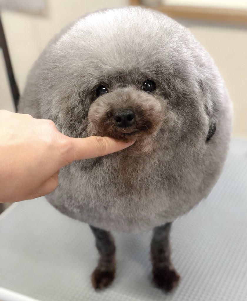 spherical dog | MLTSHP