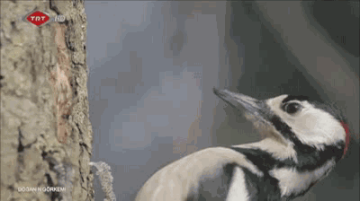 gentle blow to the head | MLTSHP