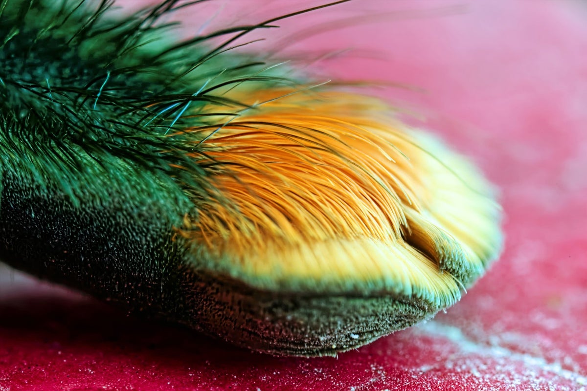 Dainty spider toes | MLTSHP