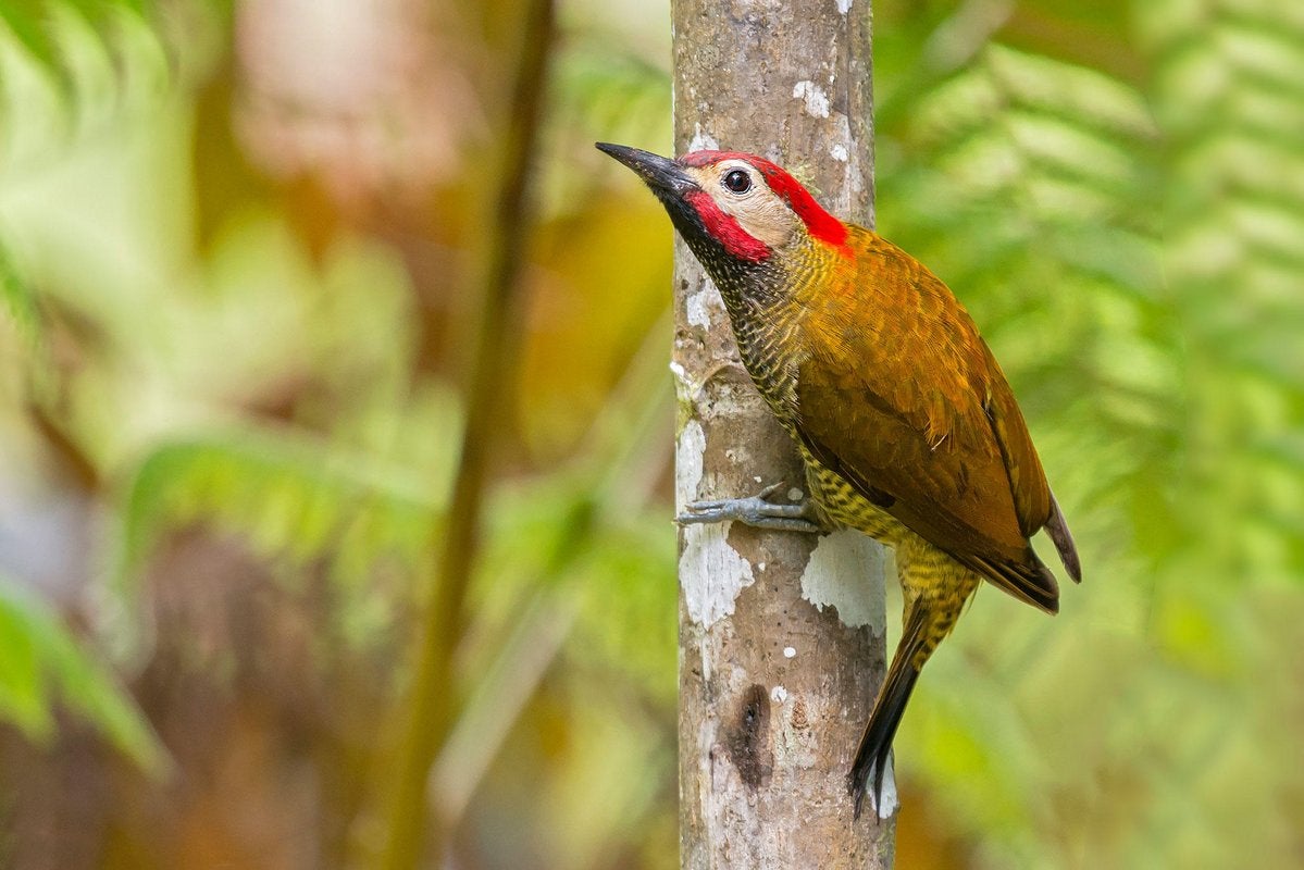 Olive Woodpecker (Dendropicos griseocephalus) | MLTSHP