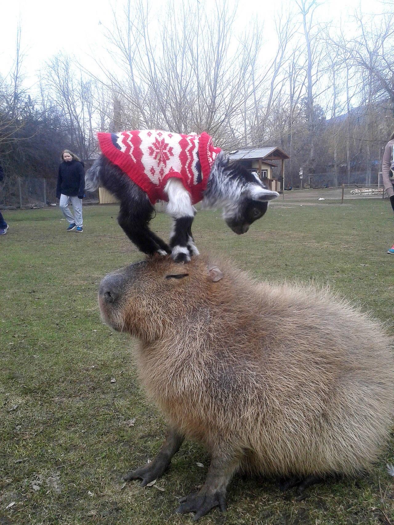 Capybara is cool with the kids | MLTSHP