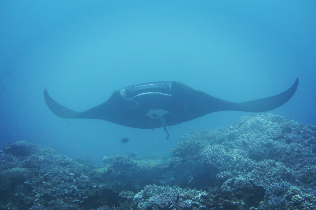 care for a huge manta? | MLTSHP
