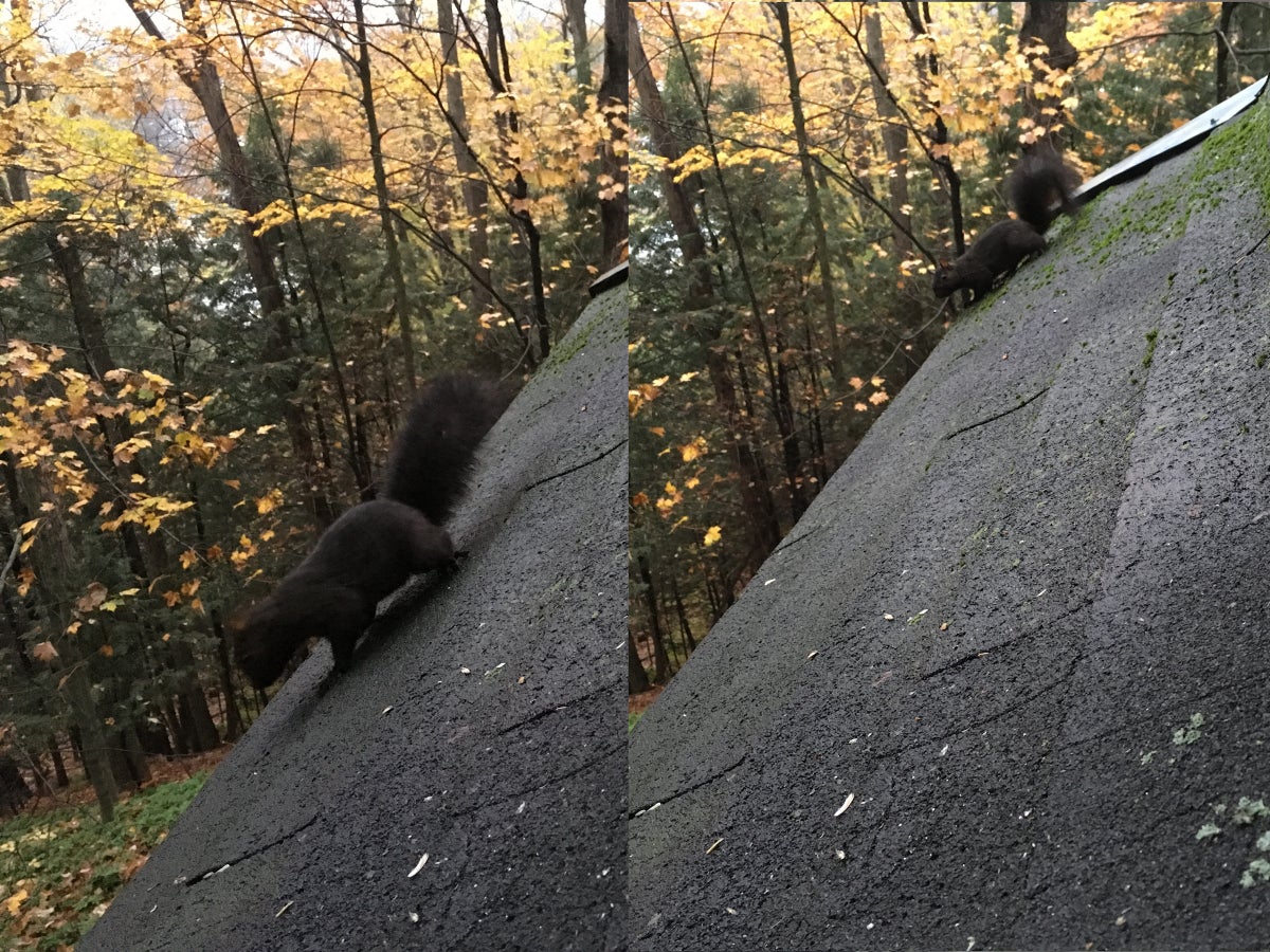 this is a black squirrel, right, not a wet grey squirrel? | MLTSHP