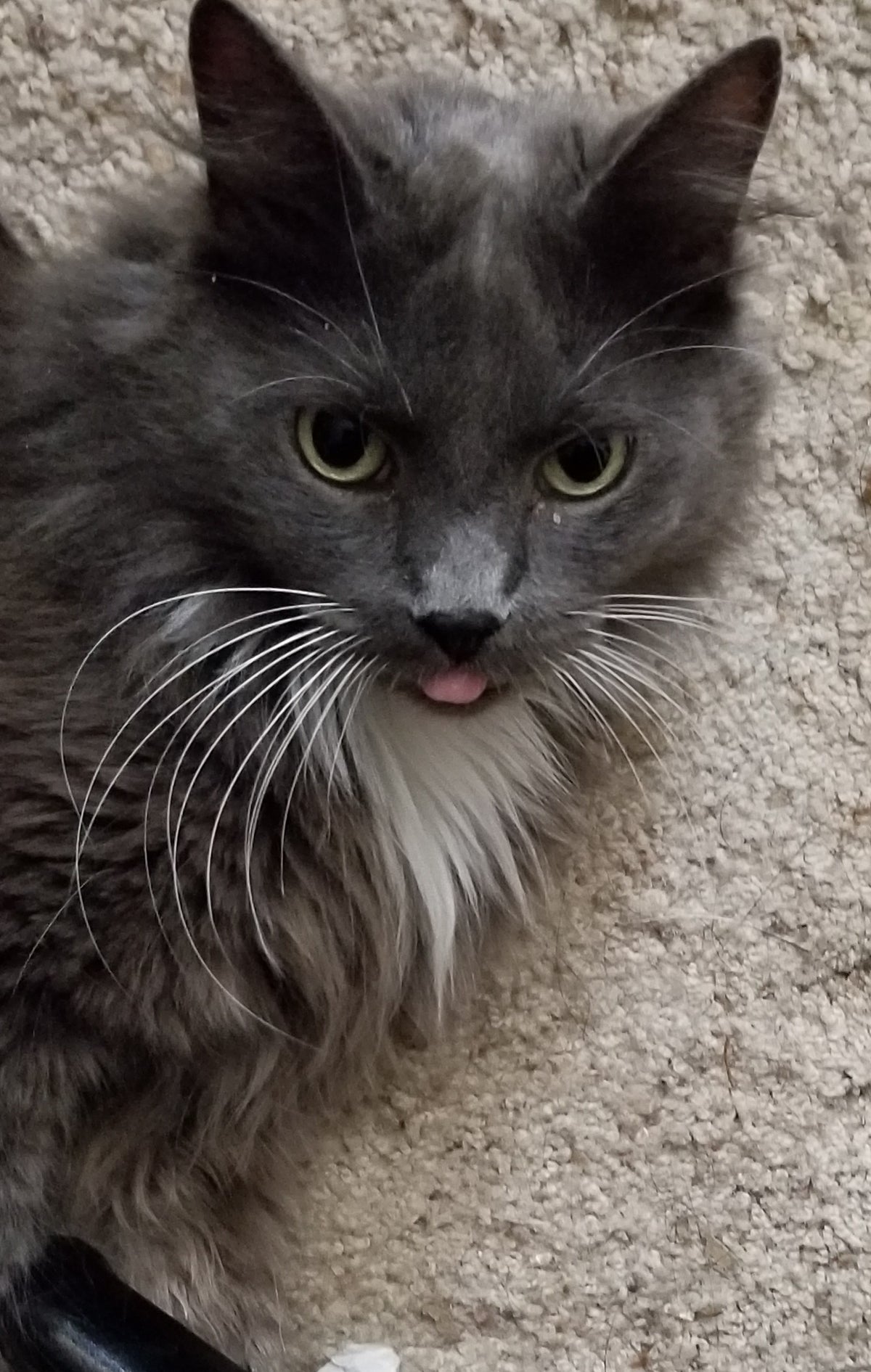 YOU HAVE RECEIVED A BLEP OF HAPPINESS! REBLOG! | MLTSHP