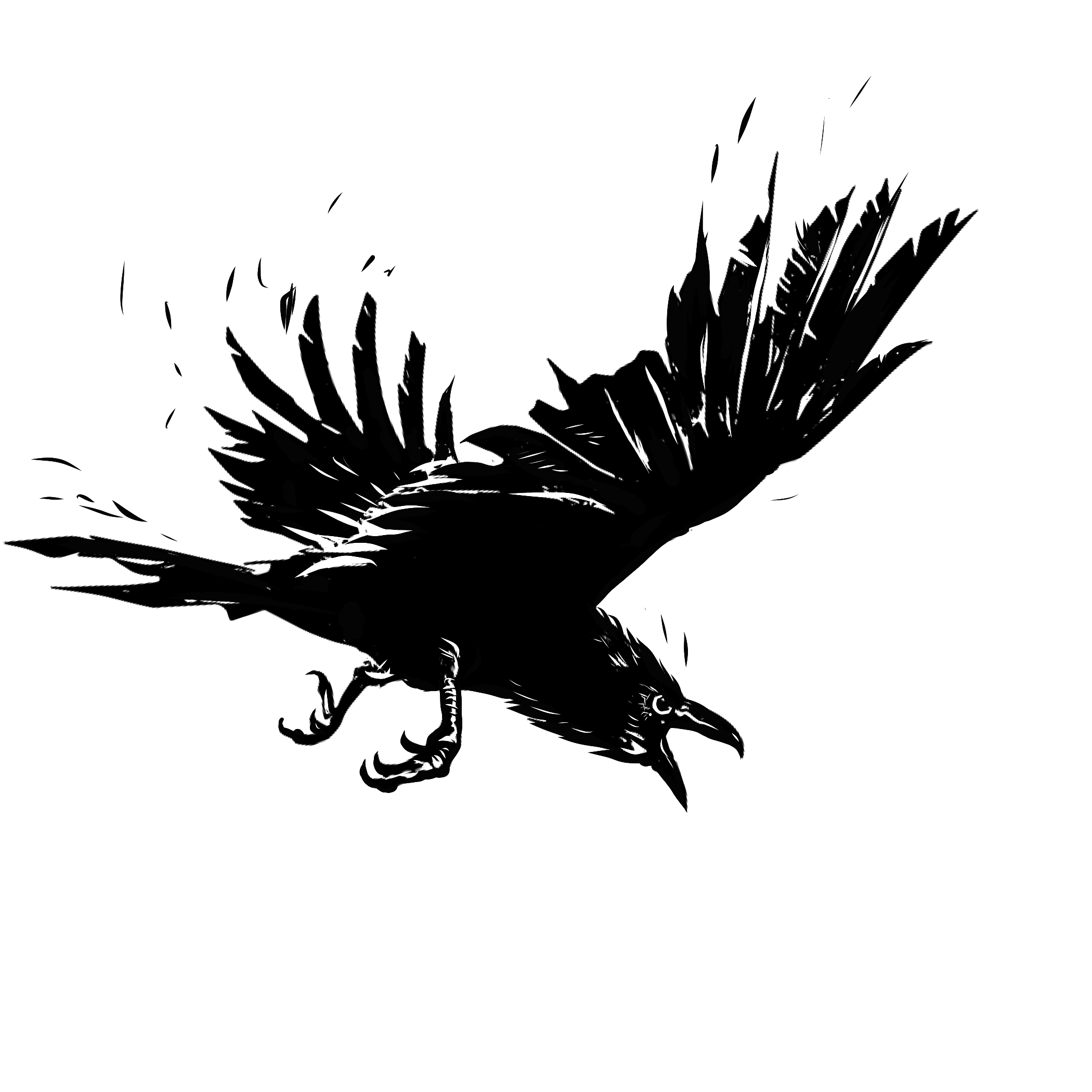 Attacking raven | MLTSHP