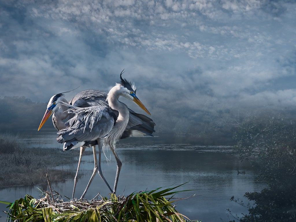Great Blue Courtship | MLTSHP