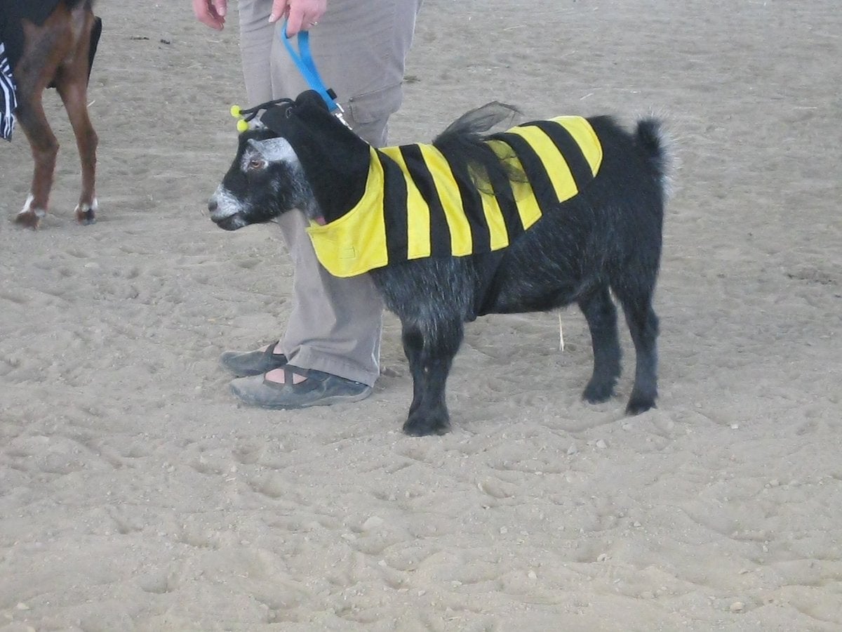 FLOAT LIKE A GOAT, STING LIKE A BEE | MLTSHP