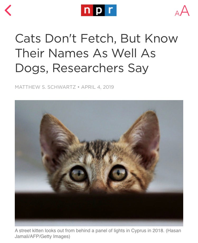 My cat Otto fetched | MLTSHP
