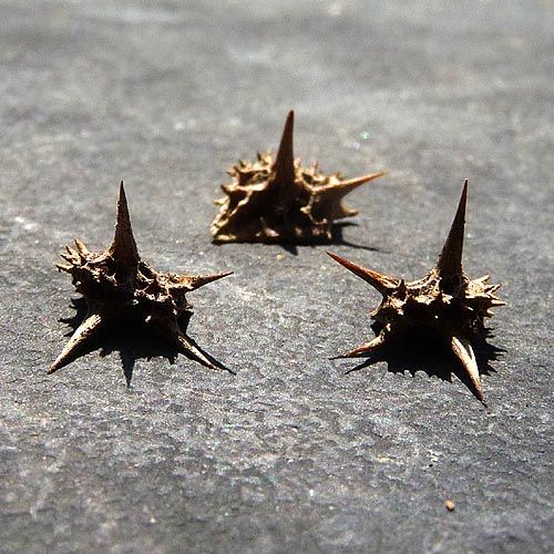 'Bindis' - grass seeds are out to getcha | MLTSHP