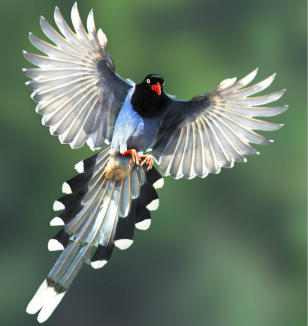 Taiwan Blue Magpie | MLTSHP