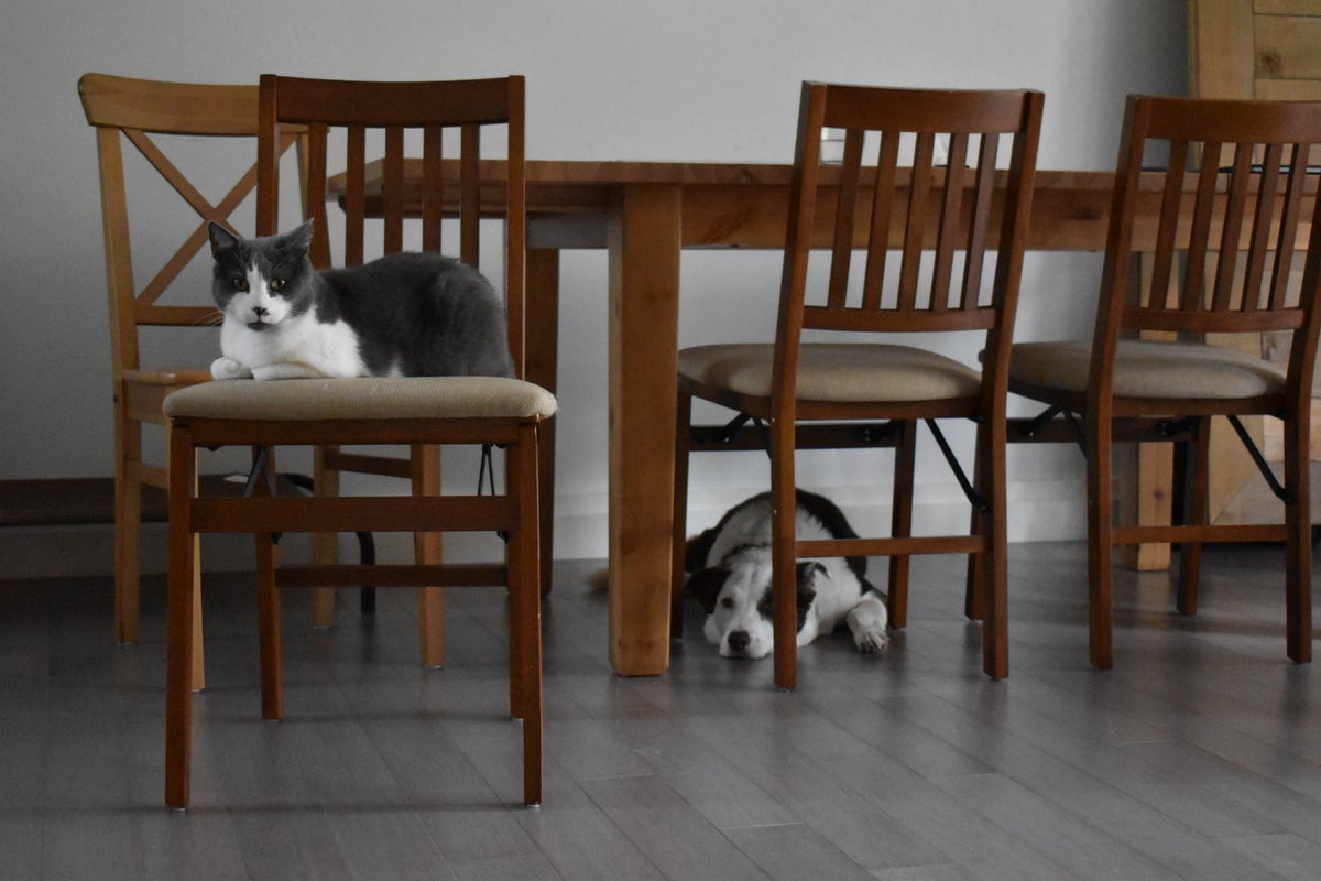 Emma wants to play with Einstein | MLTSHP