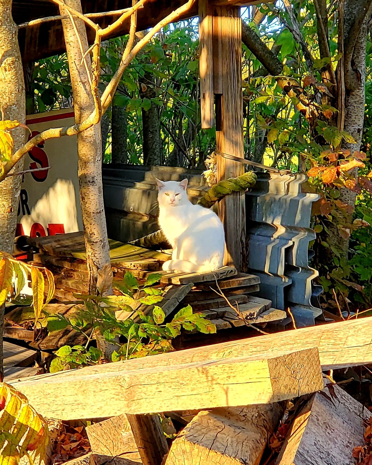 Thinking cat thoughts | MLTSHP