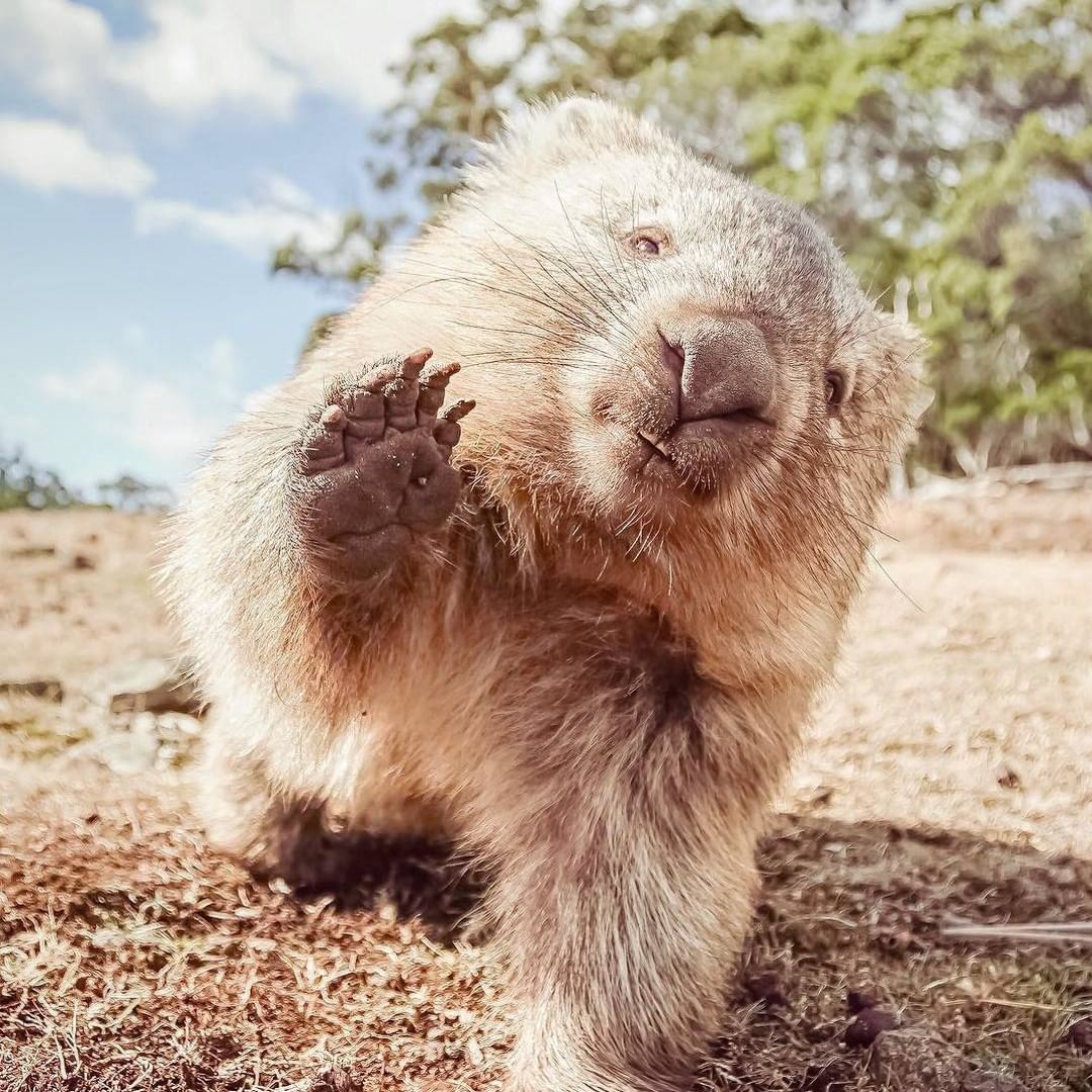 Wombat eats roots shoots and leaves | MLTSHP