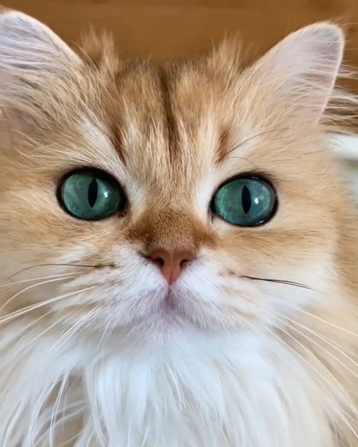 Smoothie the cat | MLTSHP