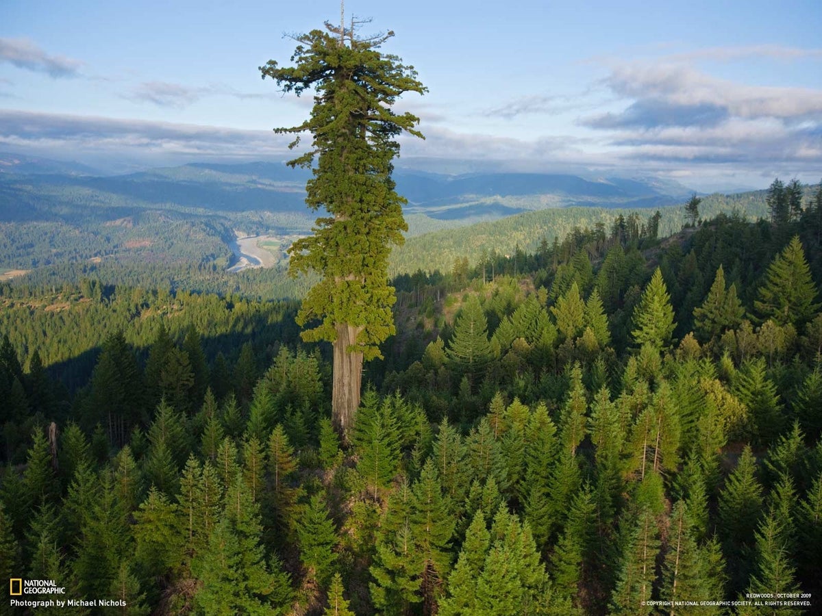 Hyperion, tallest tree on earth | MLTSHP