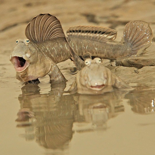 Mudskipper | MLTSHP