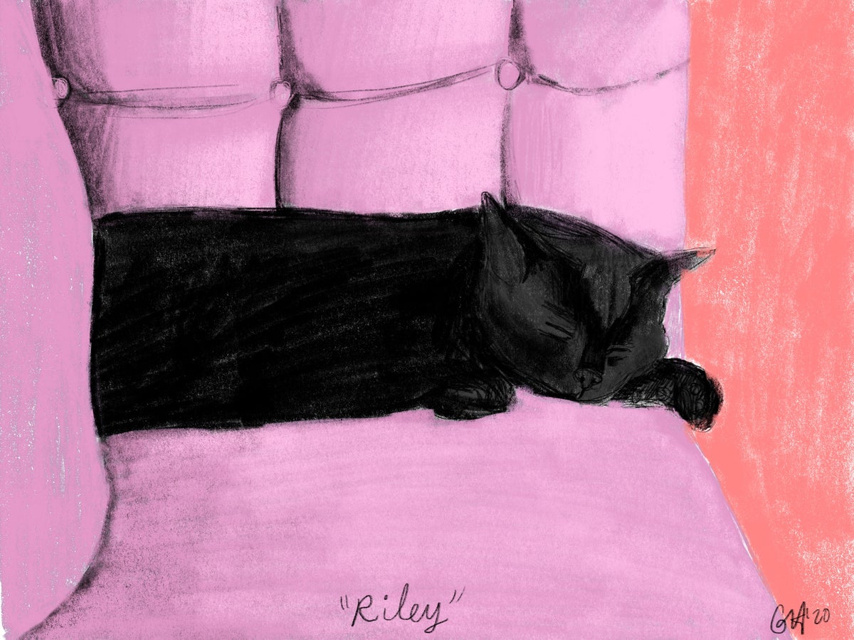 My dad’s cat | MLTSHP