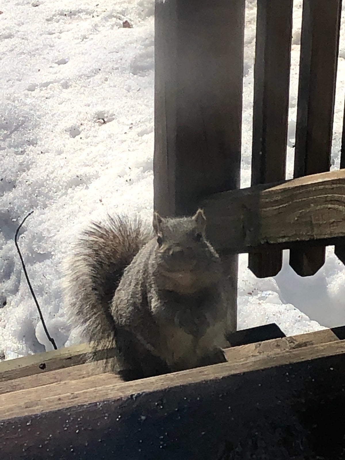 Chonky boi on the front steps | MLTSHP