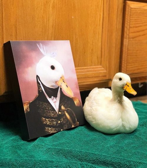 Sir Duck | MLTSHP