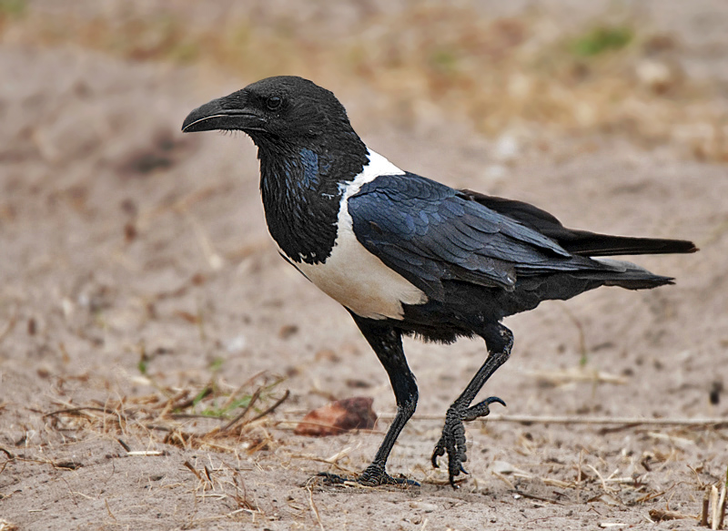 Pied crow | MLTSHP