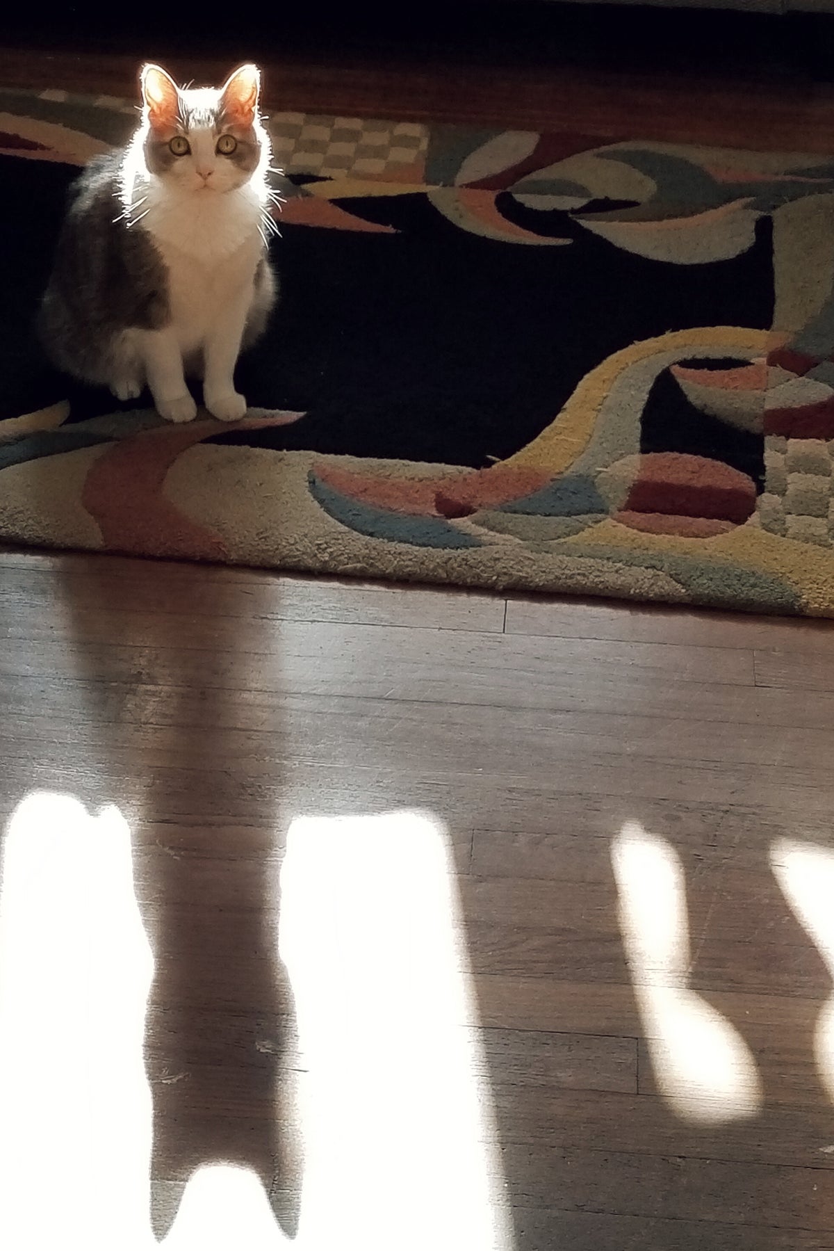 Bob in a quiet moment | MLTSHP