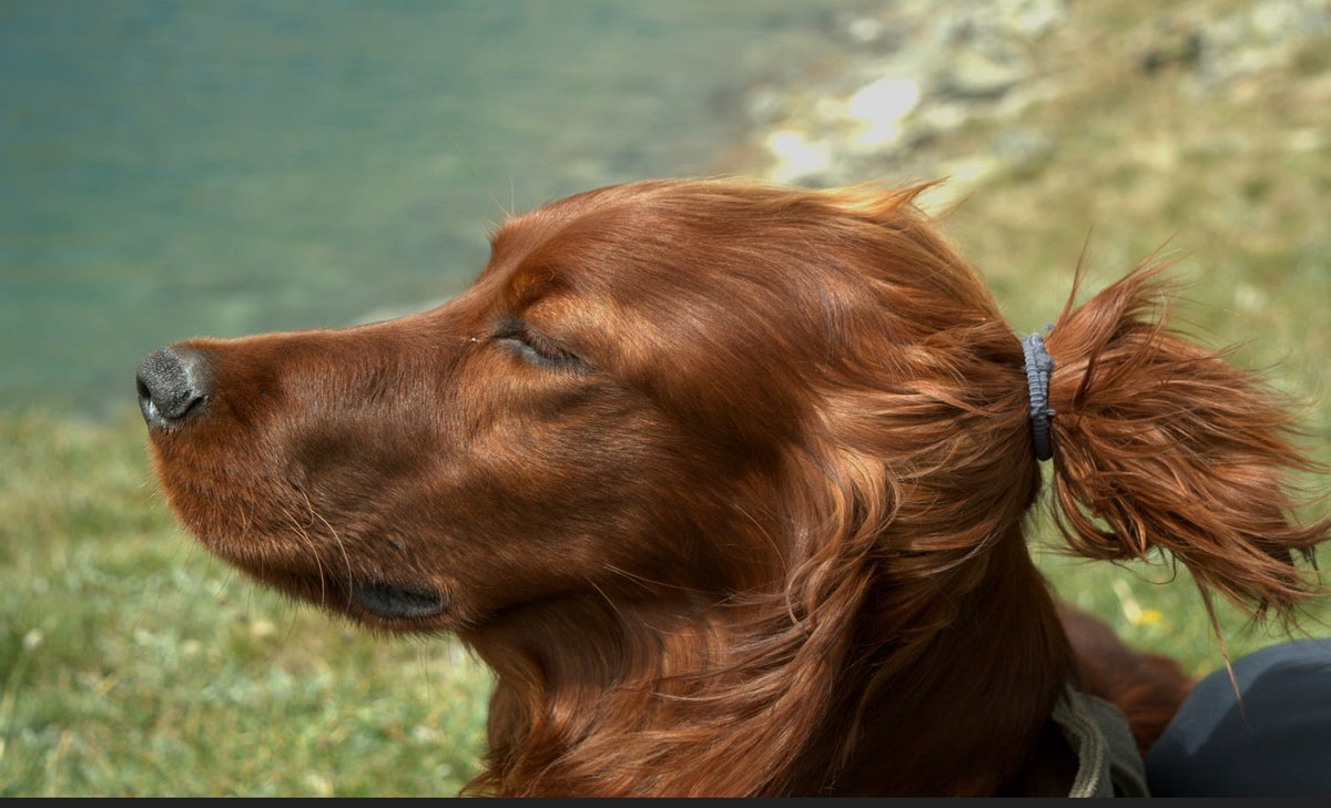 Man bun dog | MLTSHP