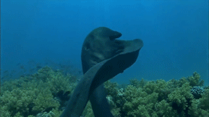 That’s a moray | MLTSHP