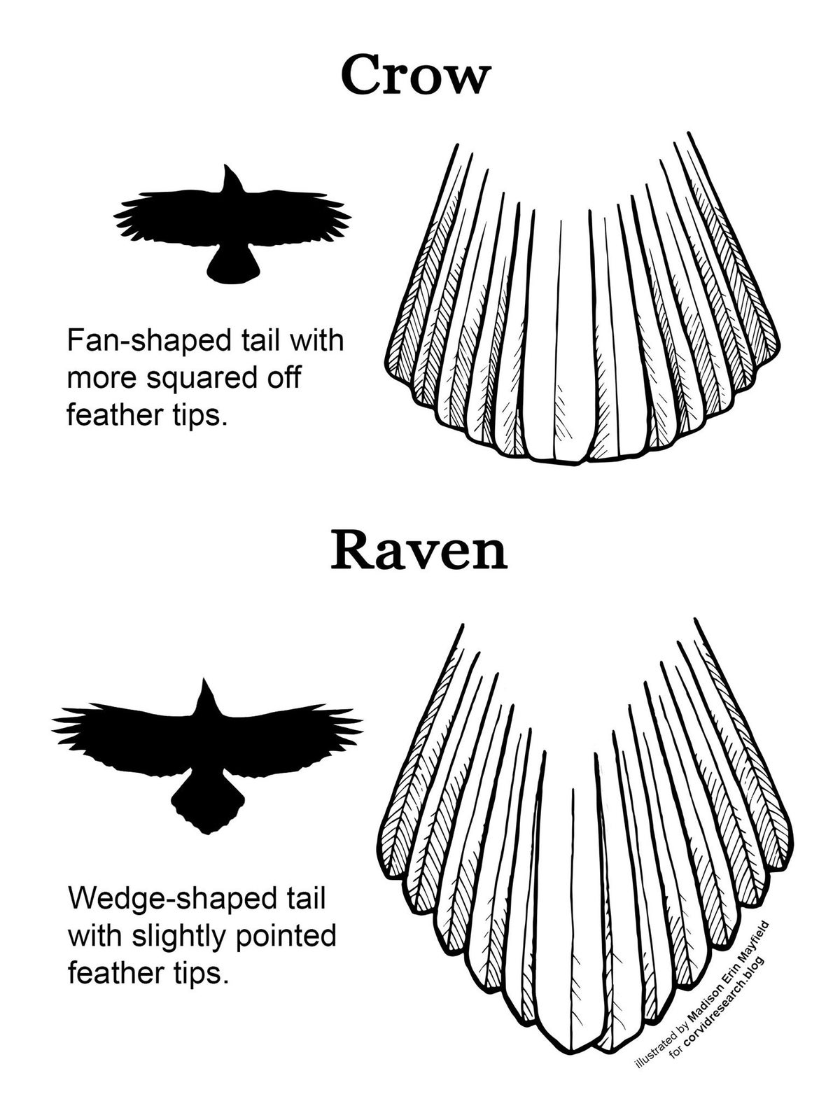 crow v raven | MLTSHP