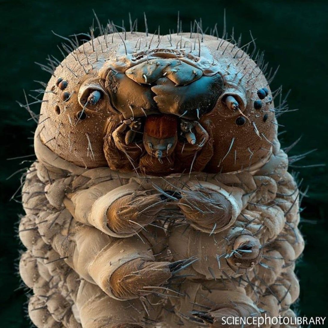 Domestic Silk Moth | MLTSHP