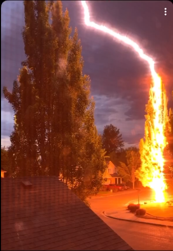 "Fuck this tree in particular." | MLTSHP