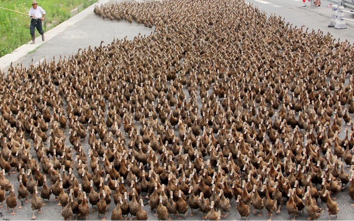 When wintertime rolls around, the gorillas simply freeze to death. | MLTSHP