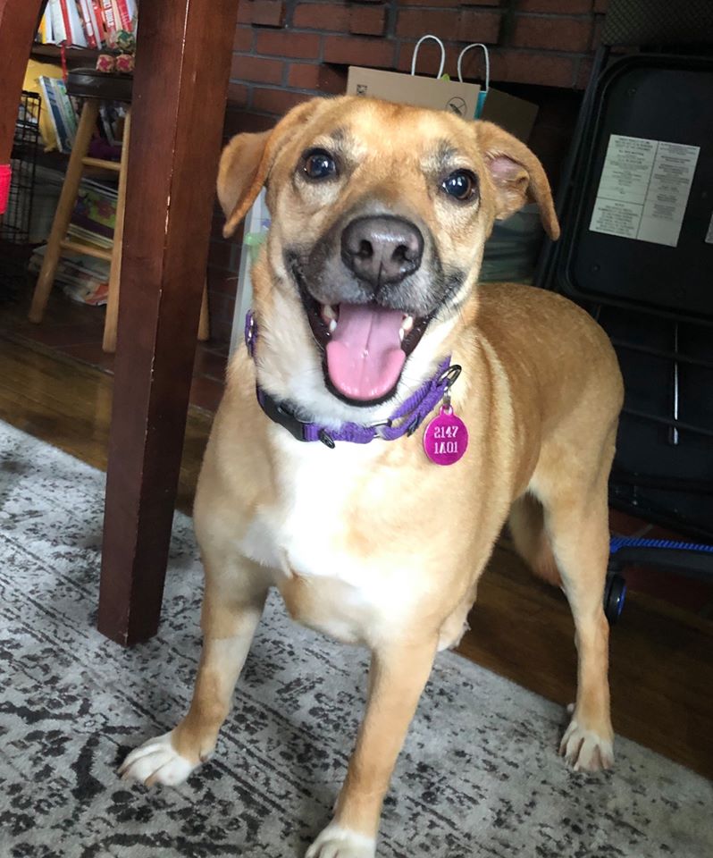 We got a dog | MLTSHP