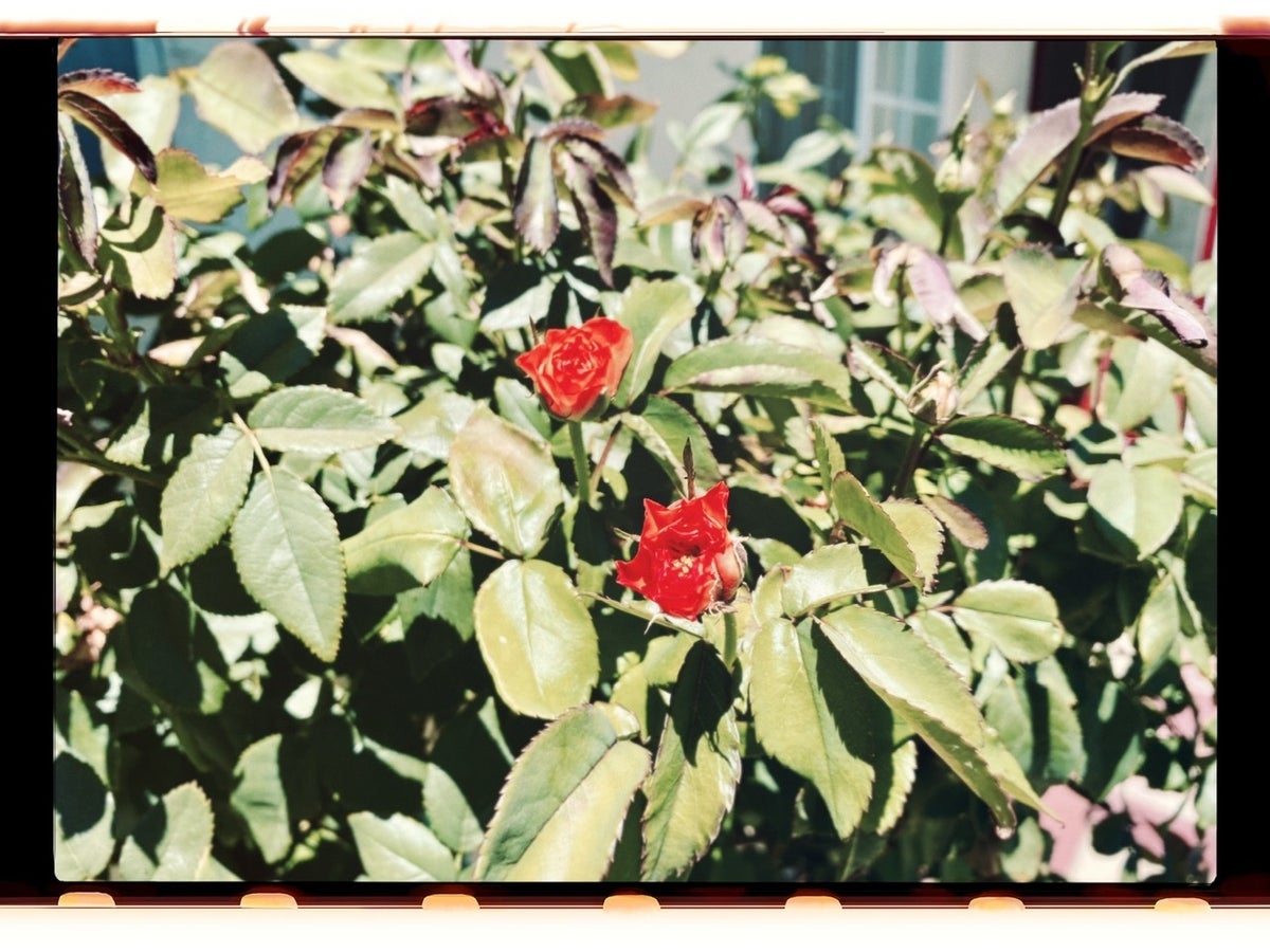 Hey little buds! | MLTSHP