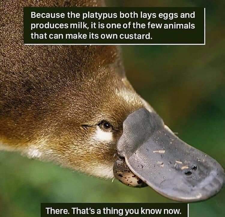 Platypus Custard Memes You Had Me At “Eggplant/Platypus Hybrid”