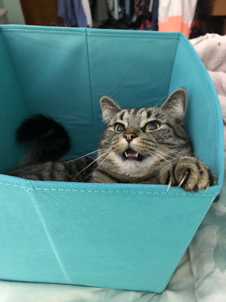 "put your hand in the box" | MLTSHP