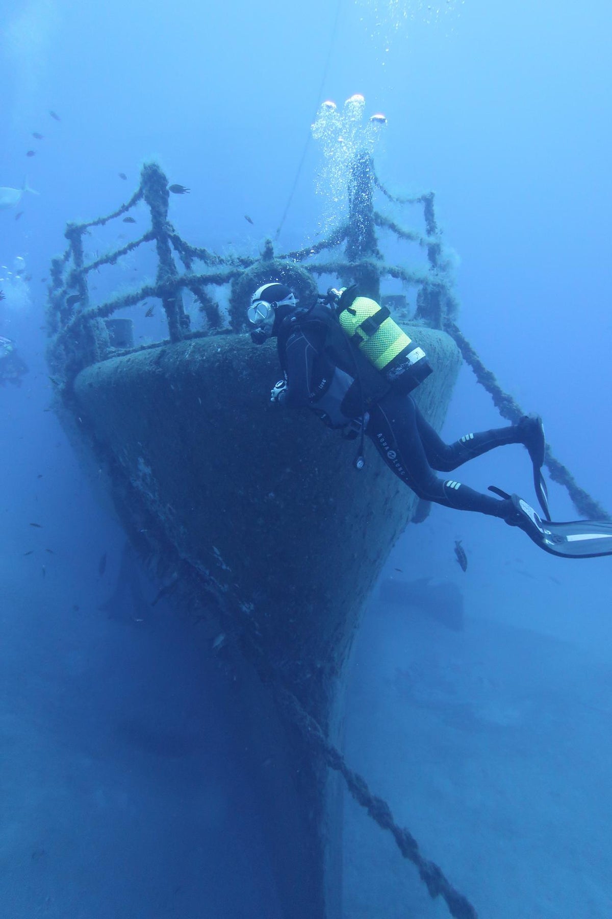 Corveca dive | MLTSHP