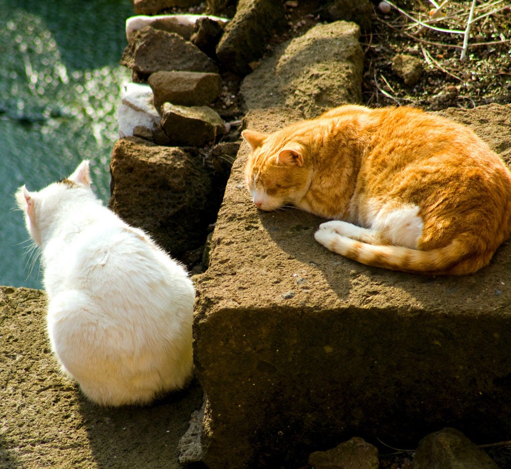 TIL about the torre argentina cat sanctuary in rome | MLTSHP