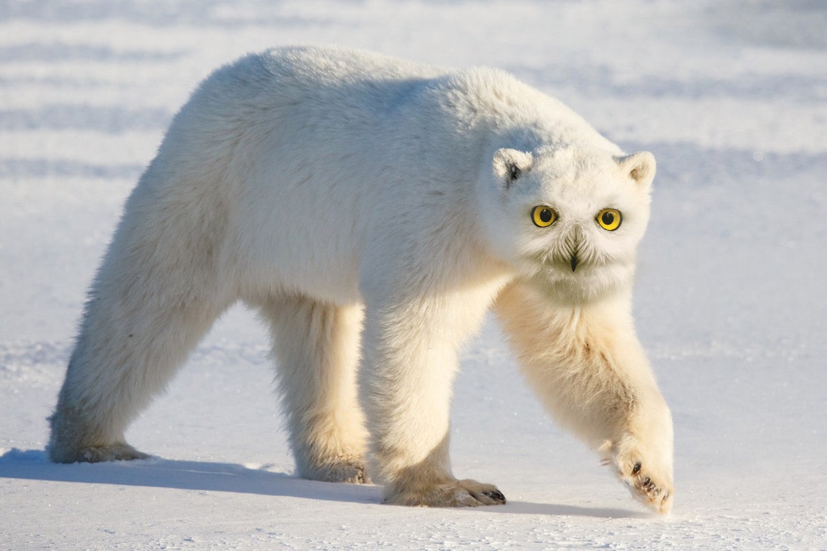 I decided the world needed a bear with an owl face | MLTSHP