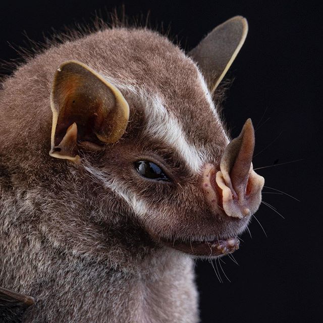 tent-making bat (Uroderma bilobatum) | MLTSHP