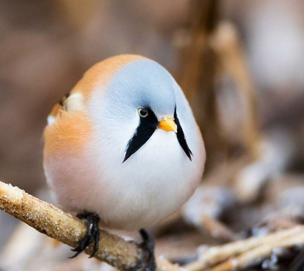Bearded Reedling | MLTSHP