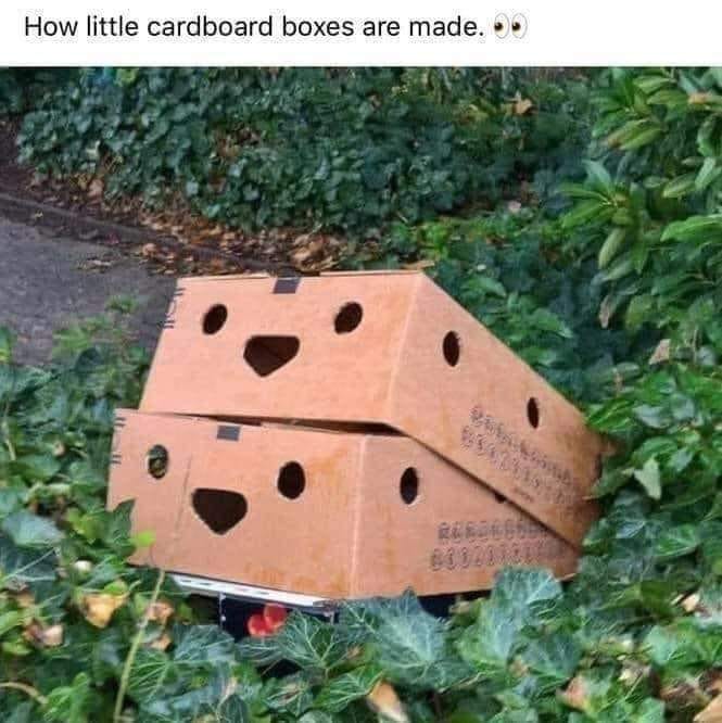 Cardboard boxes | MLTSHP
