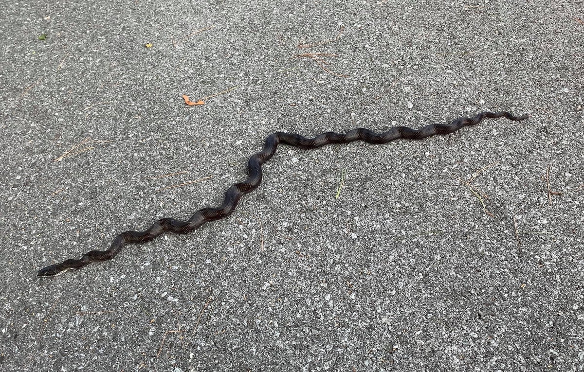 real snakes have curves | MLTSHP