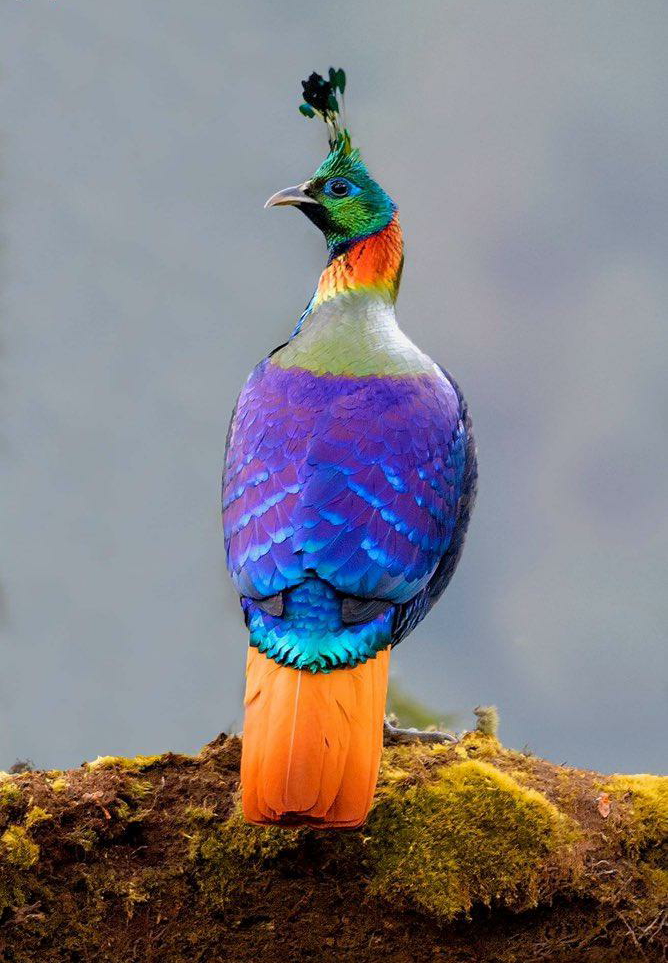 The Danphe, Nepal's national bird | MLTSHP