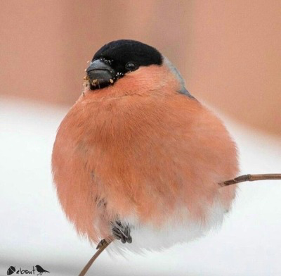 Round bird season | MLTSHP