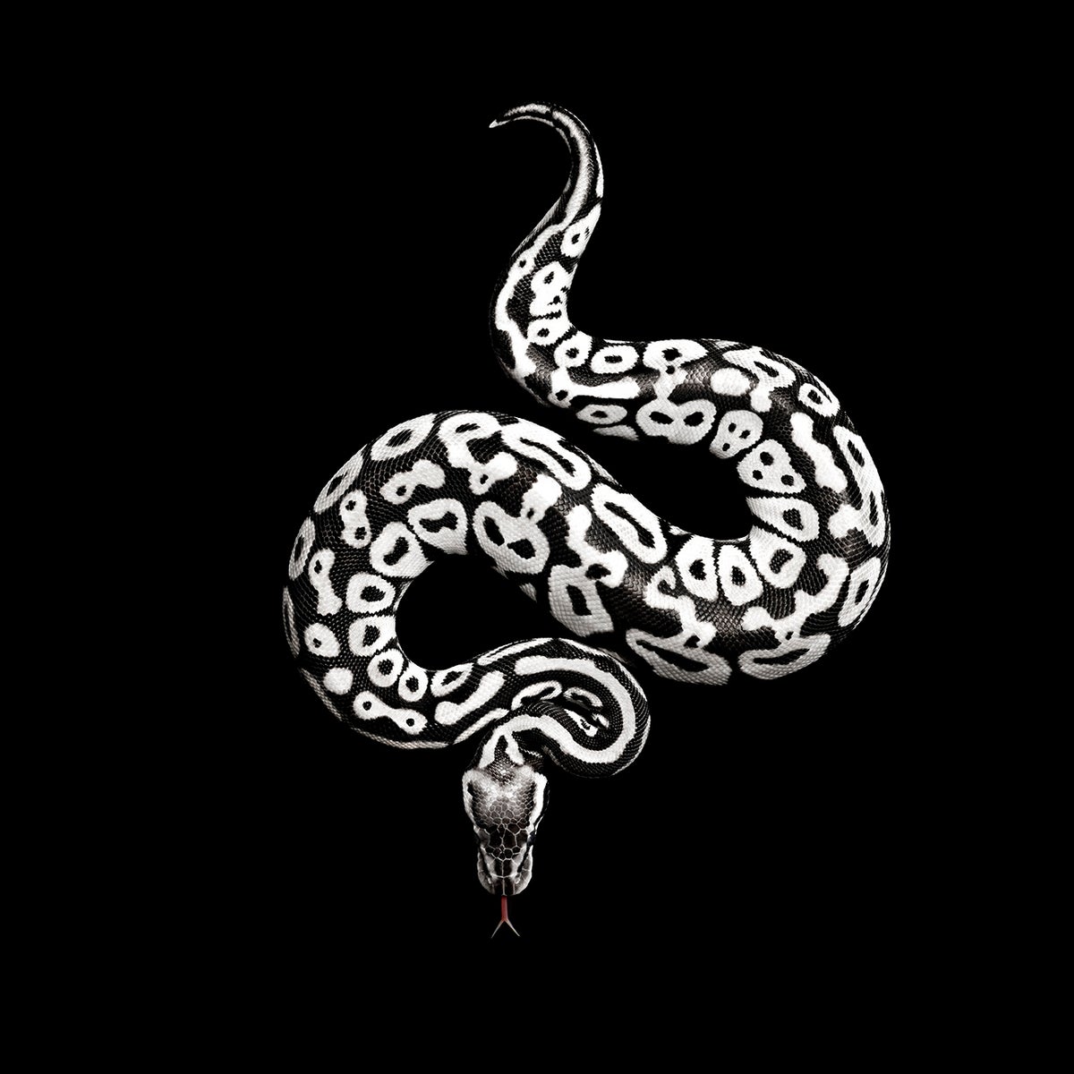 Stormtrooper python | MLTSHP